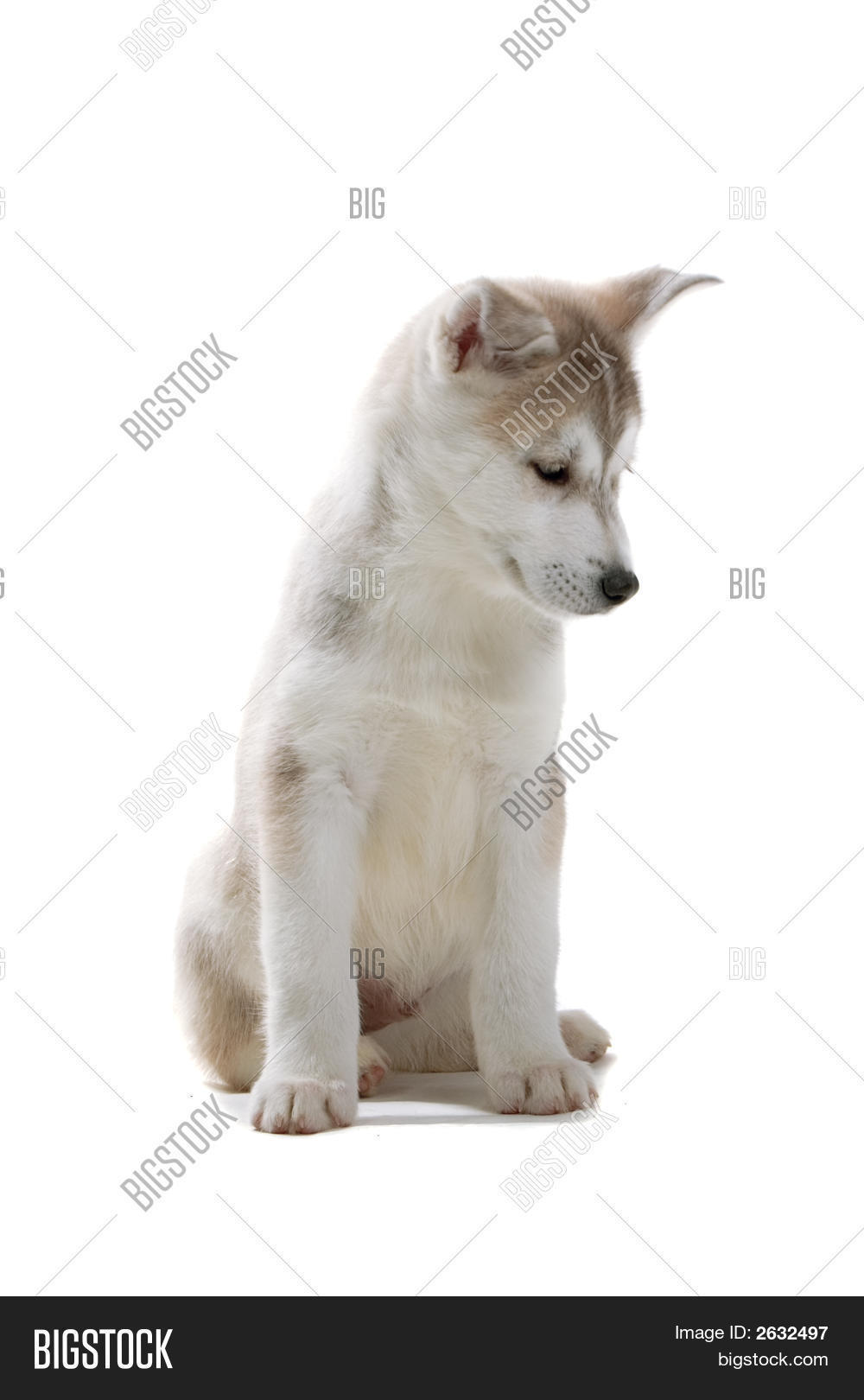 One Adorable Husky Dog Image & Photo (Free Trial) | Bigstock