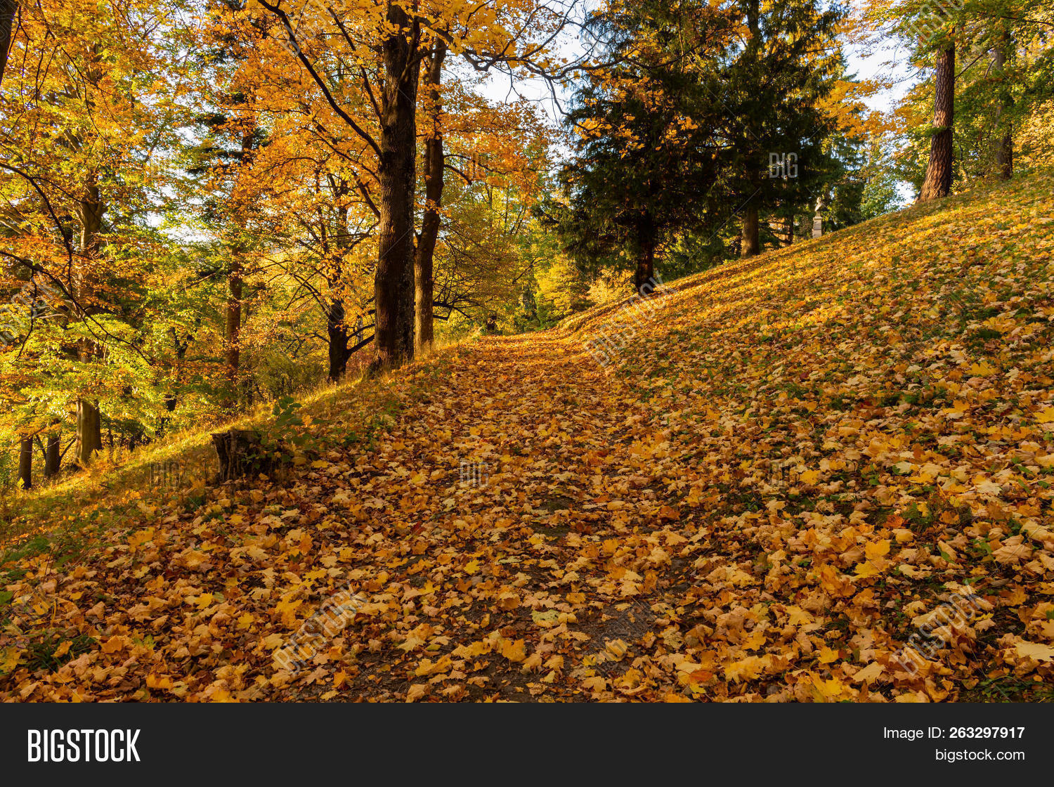 Bright Green Forest Image & Photo (Free Trial) | Bigstock