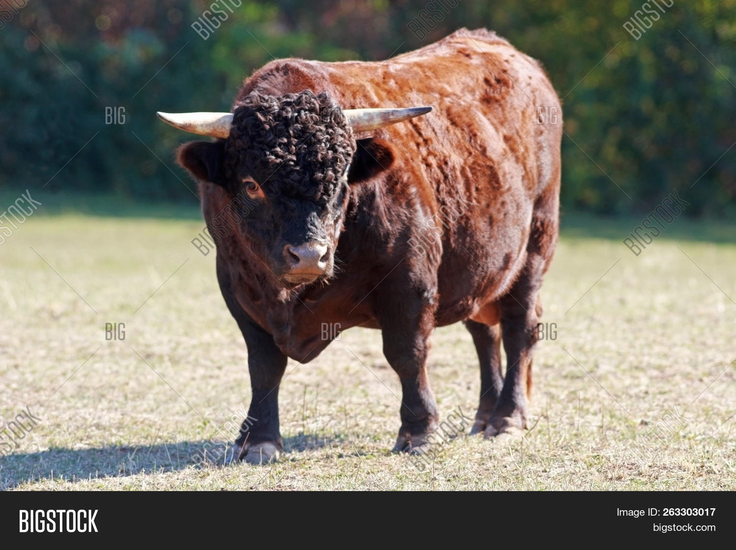 Bull Breed Dexter Image & Photo (Free Trial) | Bigstock