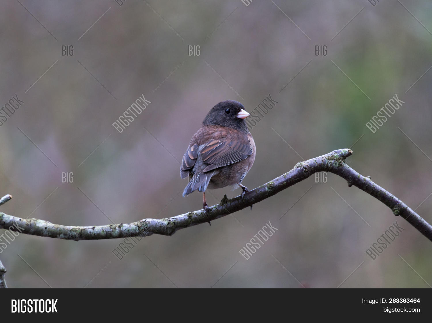 Cute Dark Eyed Junco Image & Photo (Free Trial) | Bigstock