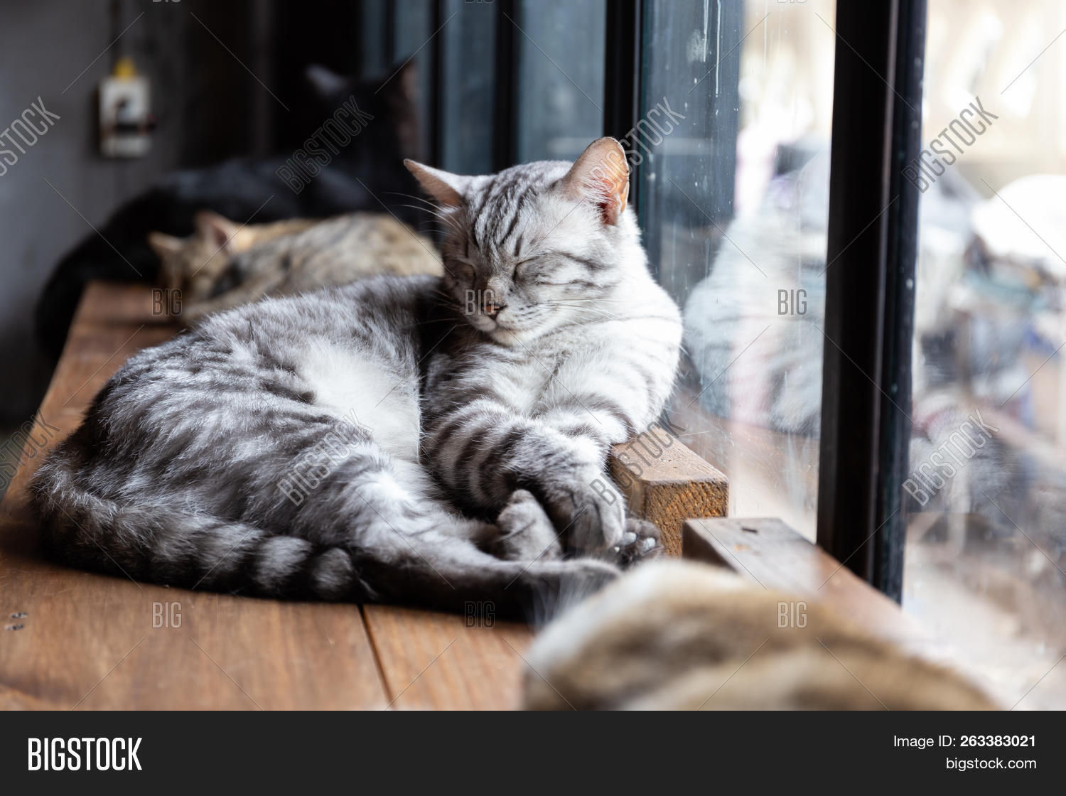 Sleeping Cat On Desk Image & Photo (Free Trial) | Bigstock