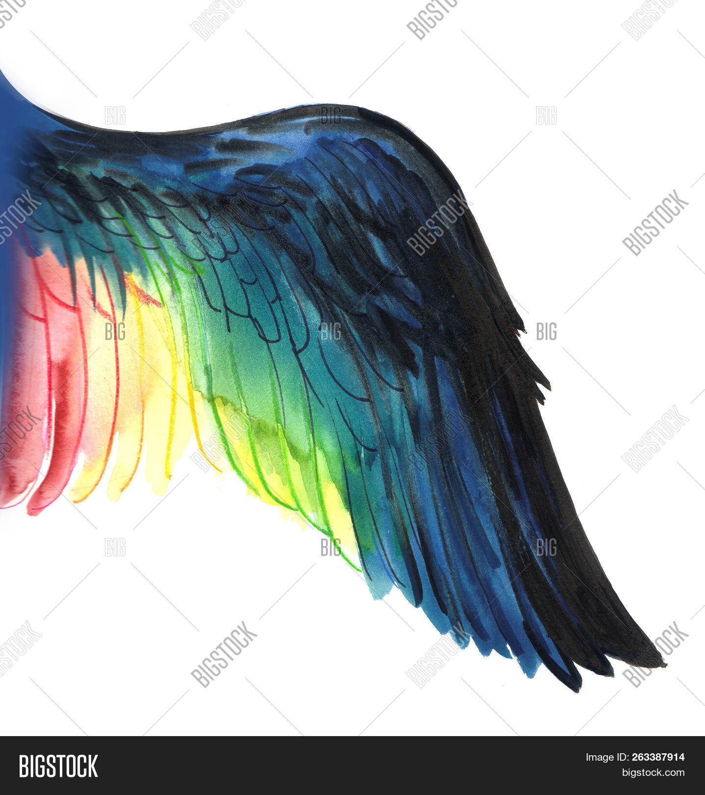 Rainbow Colored Bird Image & Photo (Free Trial) | Bigstock