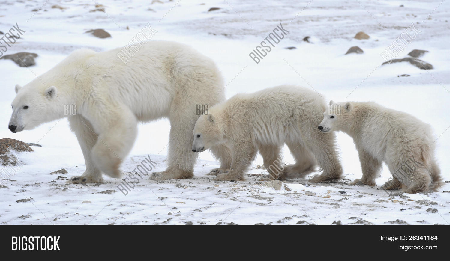 Polar She-bear Cubs Image & Photo (Free Trial) | Bigstock