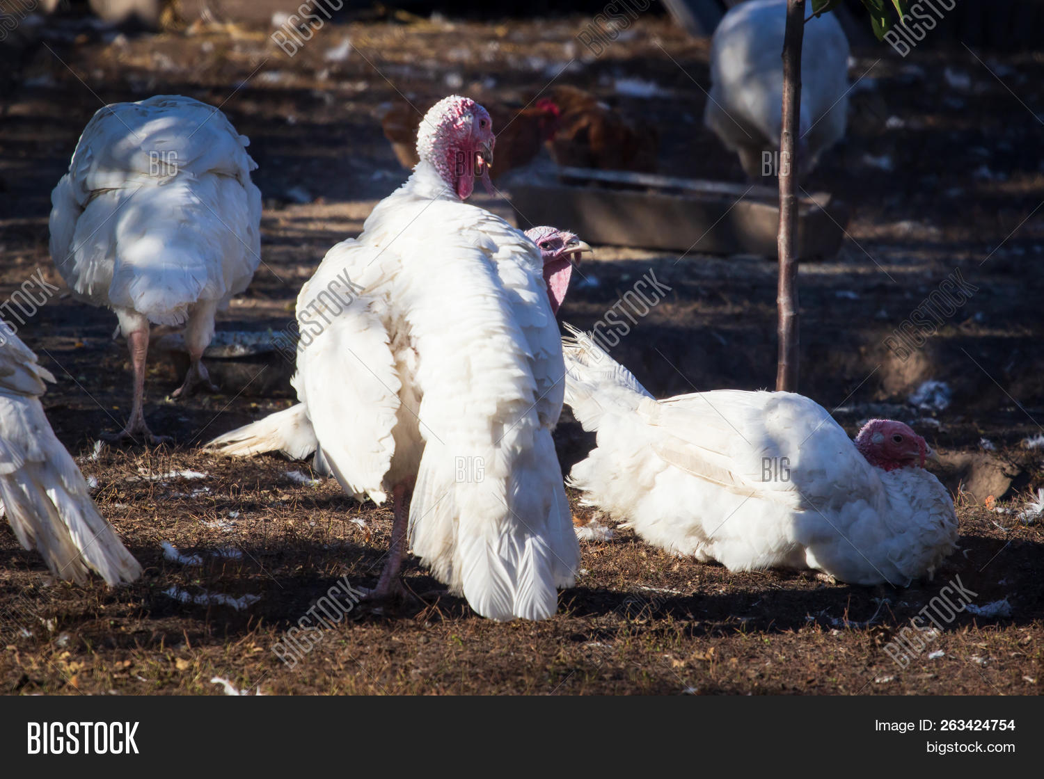 Turkey On Farm , Image & Photo (Free Trial) | Bigstock