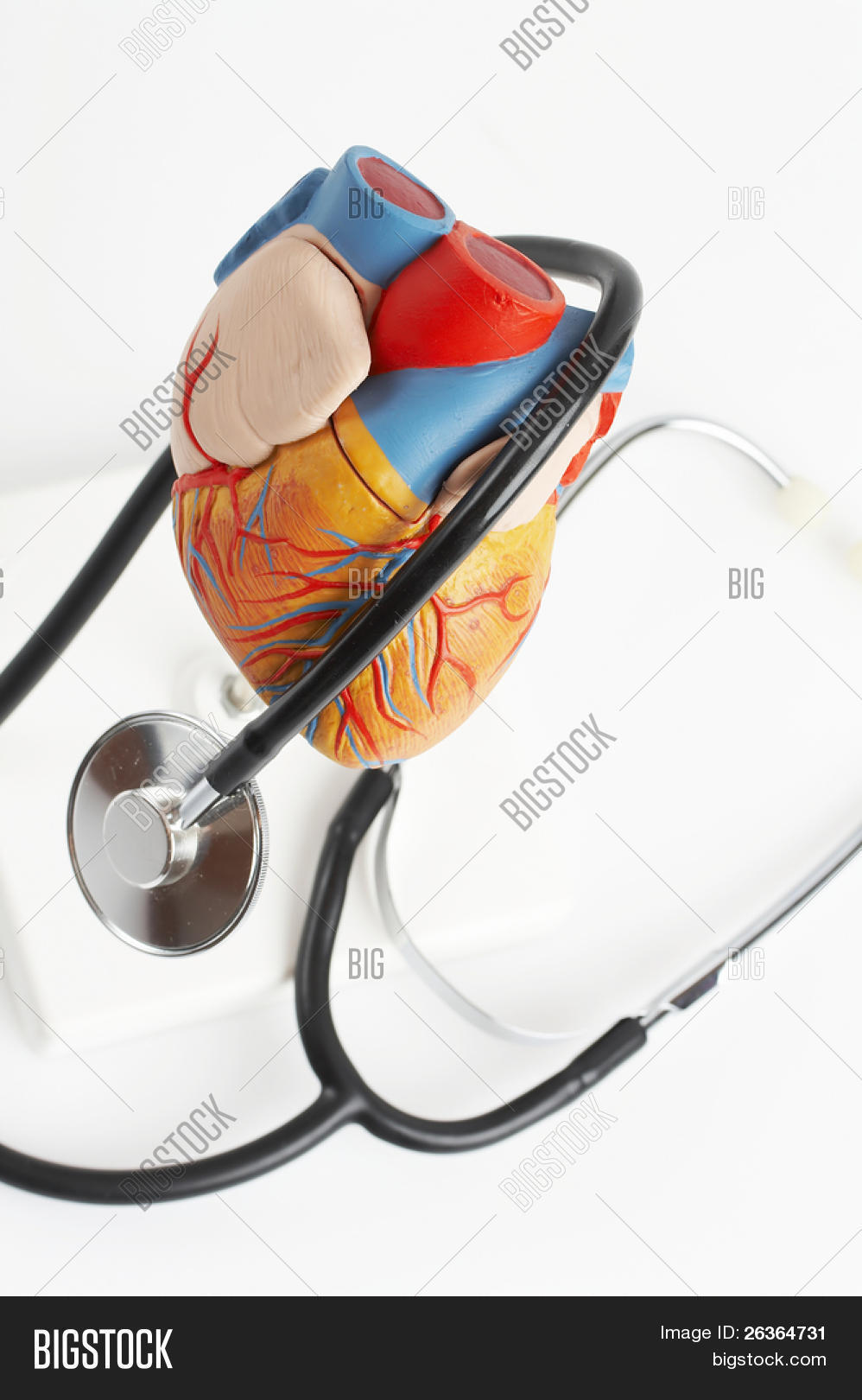 Anatomically Correct Image & Photo (Free Trial) | Bigstock