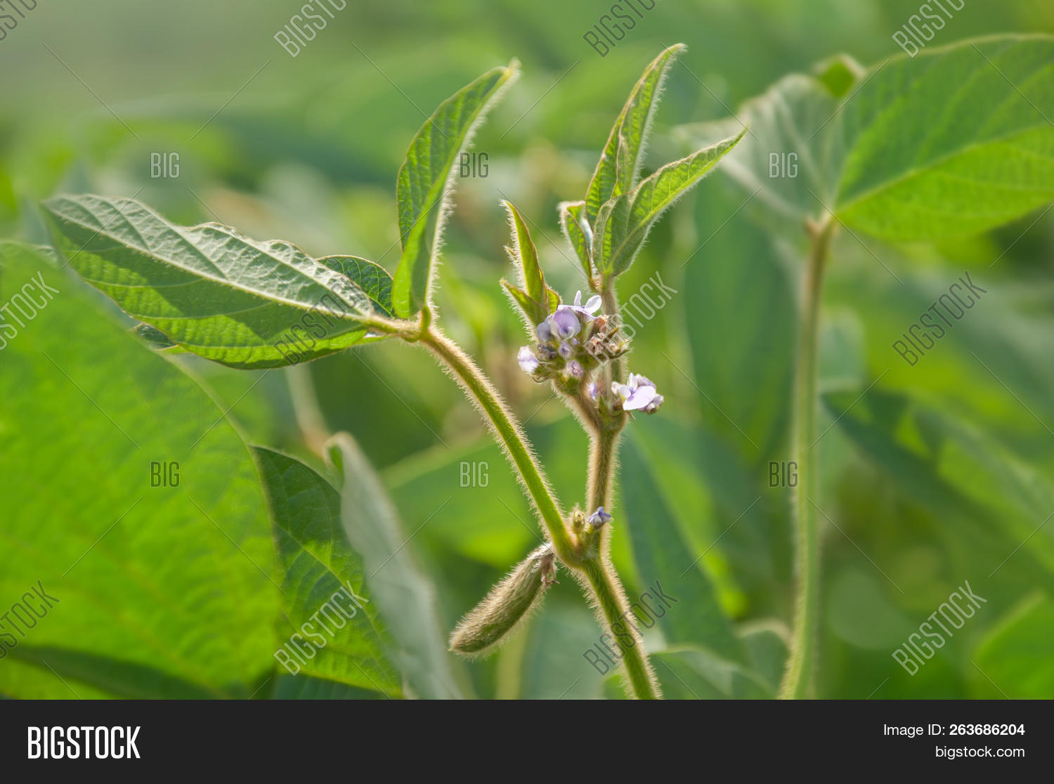 Stem Soybean Plant Image & Photo (Free Trial) | Bigstock