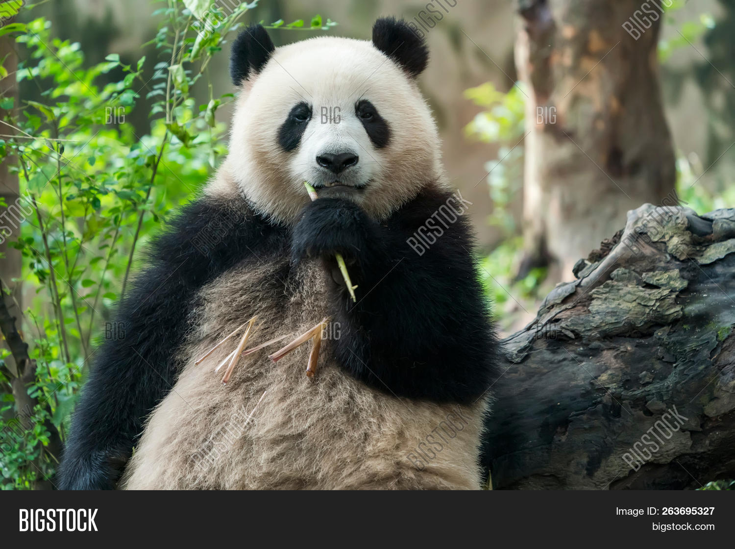 Giant Panda Eating Image & Photo (Free Trial) | Bigstock