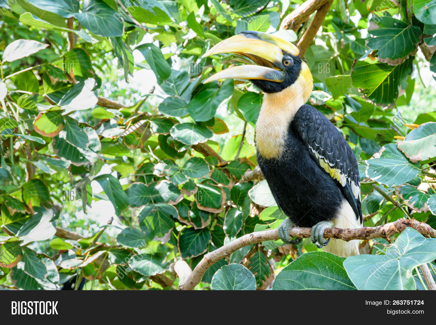 Males Great Hornbill Image & Photo (Free Trial) | Bigstock