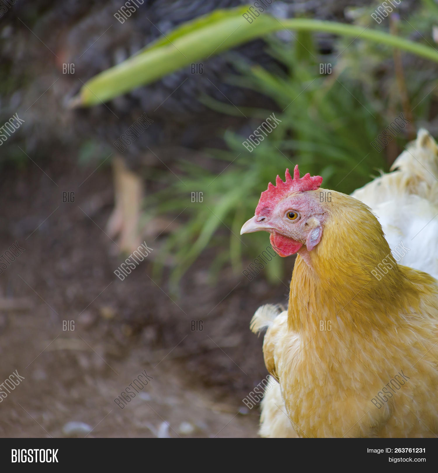 Hen Golden Hackle Image & Photo (Free Trial) | Bigstock