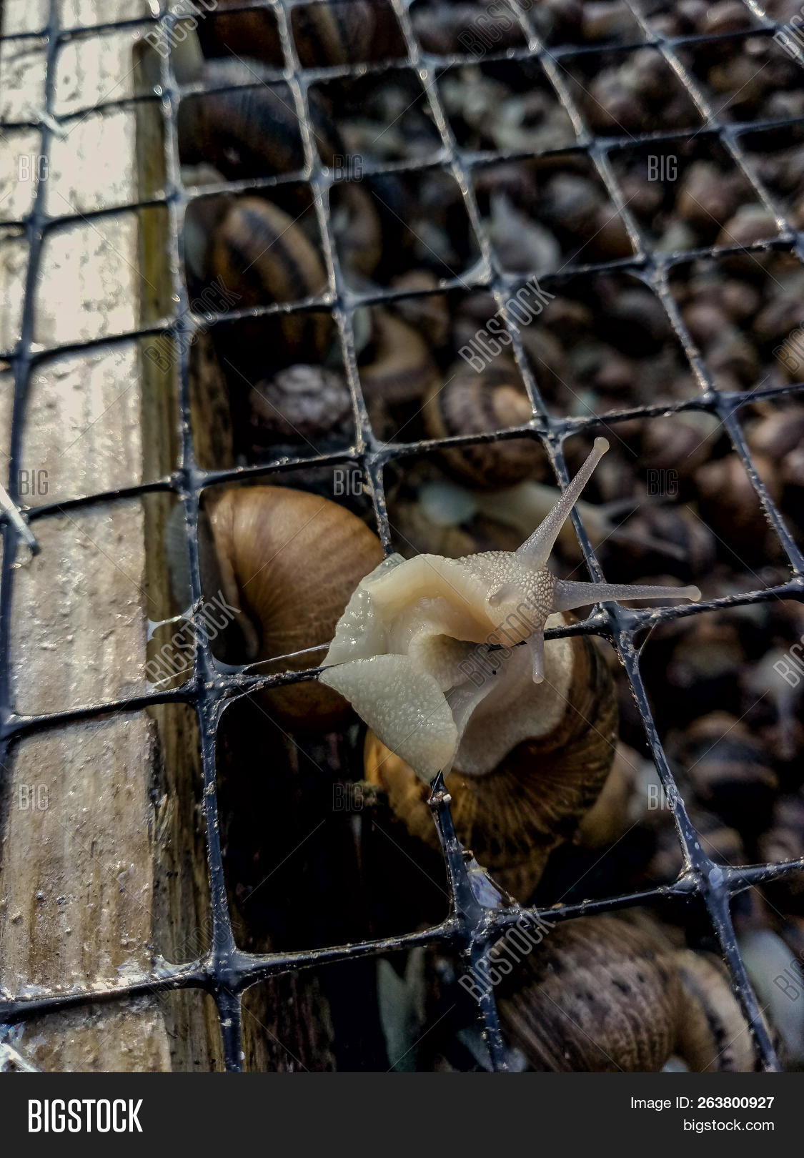 Garden Snail. Helix Image & Photo (Free Trial) | Bigstock