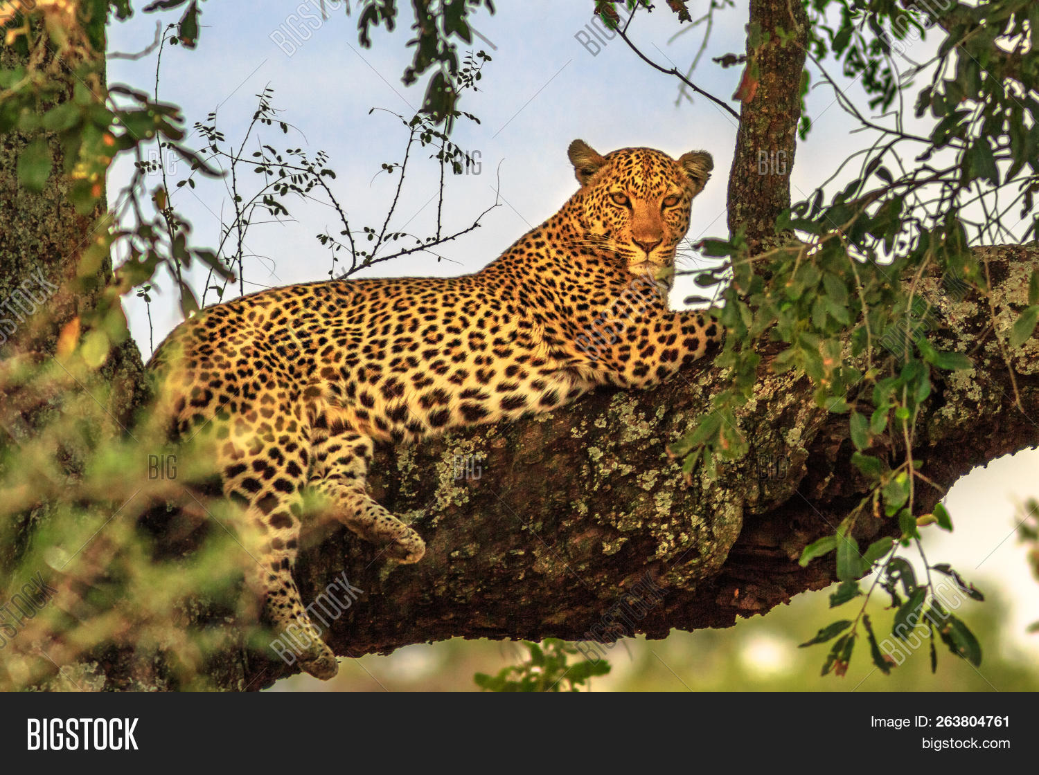 African Leopard, Image & Photo (Free Trial) | Bigstock