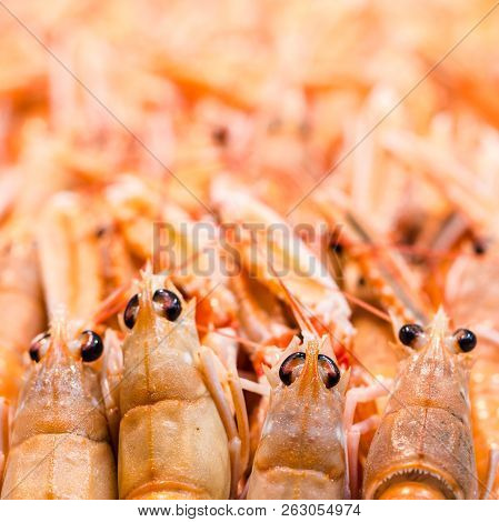 Prawn Common Name Image & Photo (Free Trial) | Bigstock