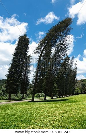 Columnari Images, Illustrations & Vectors (Free) - Bigstock