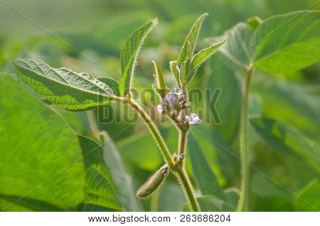 Stem Soybean Plant Image & Photo (Free Trial) | Bigstock