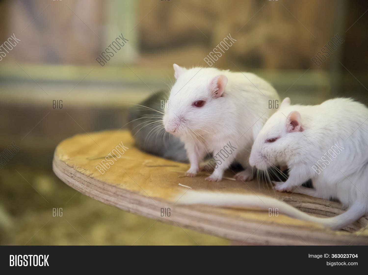 Pair White Mice Long Image & Photo (Free Trial) | Bigstock