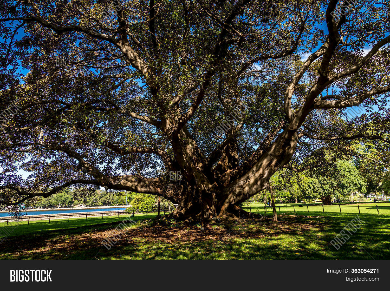 Old Tree Park Sydney, Image & Photo (Free Trial) | Bigstock
