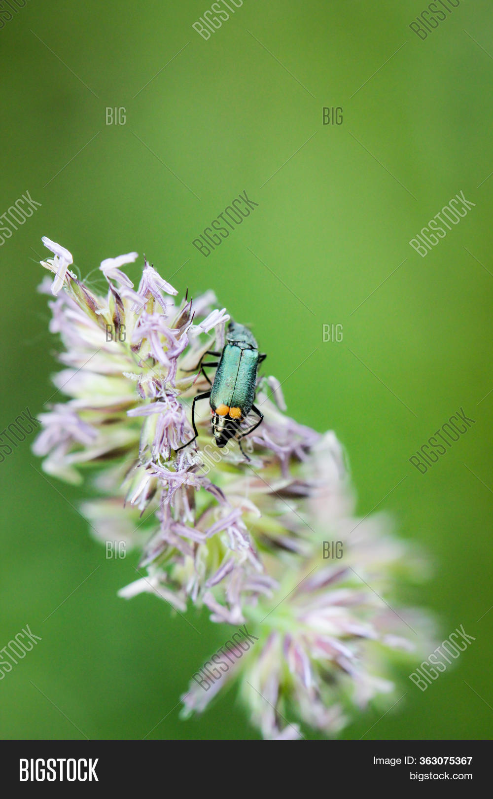 Beetle On Plant. Image & Photo (Free Trial) | Bigstock