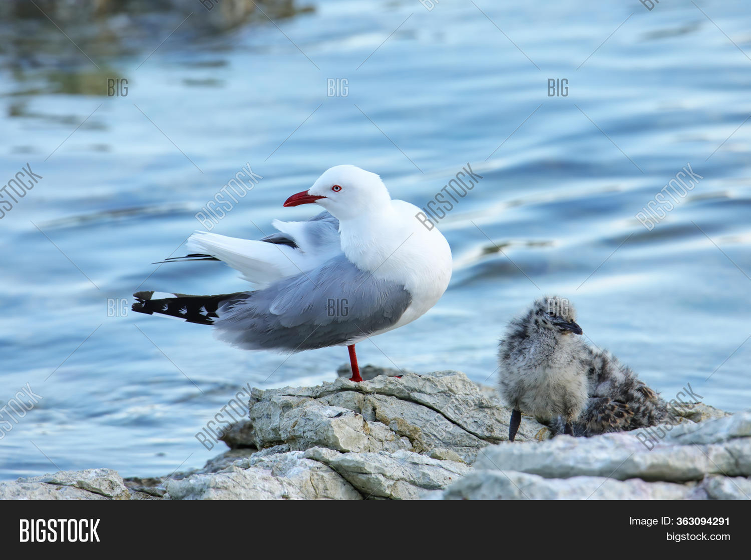 Red-billed Gull Small Image & Photo (Free Trial) | Bigstock