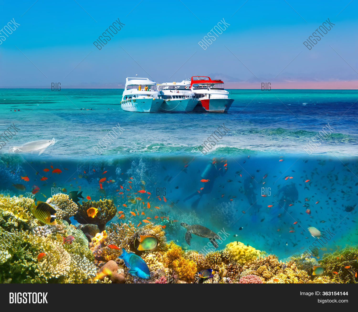 Split Shot Coral Reef Image & Photo (Free Trial) | Bigstock