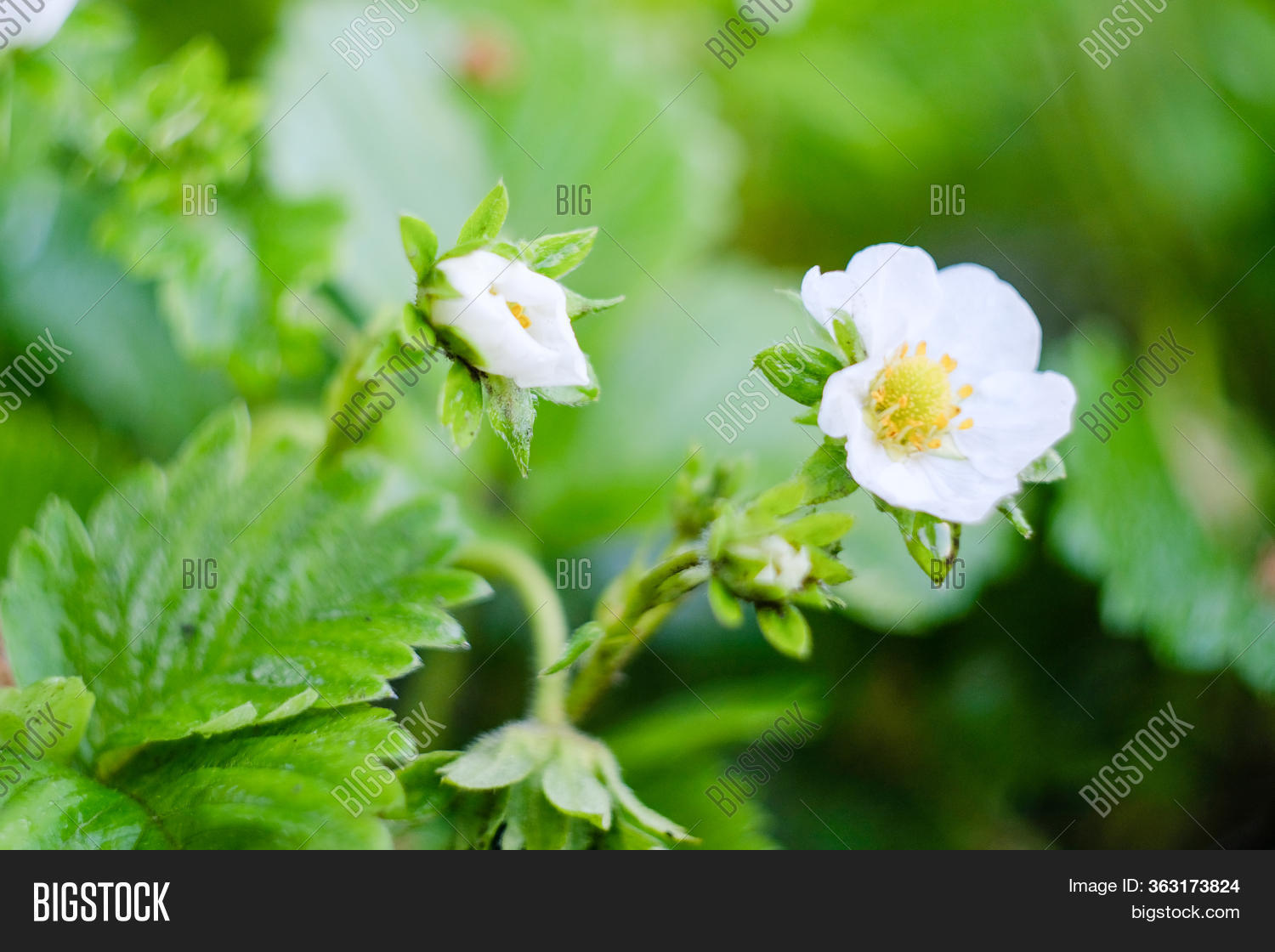 Blooming Strawberries Image & Photo (Free Trial) | Bigstock