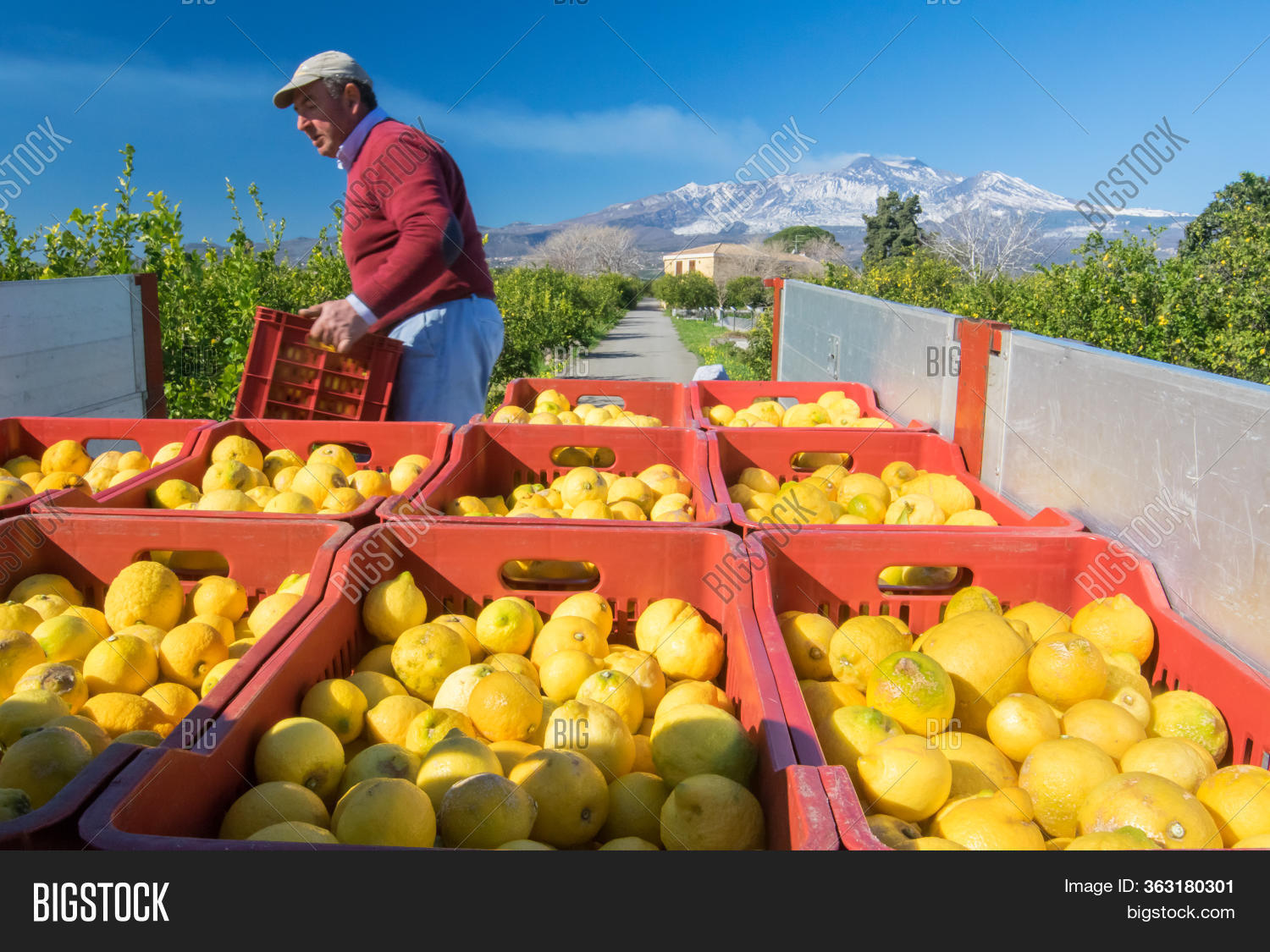 Lemon Harvest Time Image & Photo (Free Trial) | Bigstock