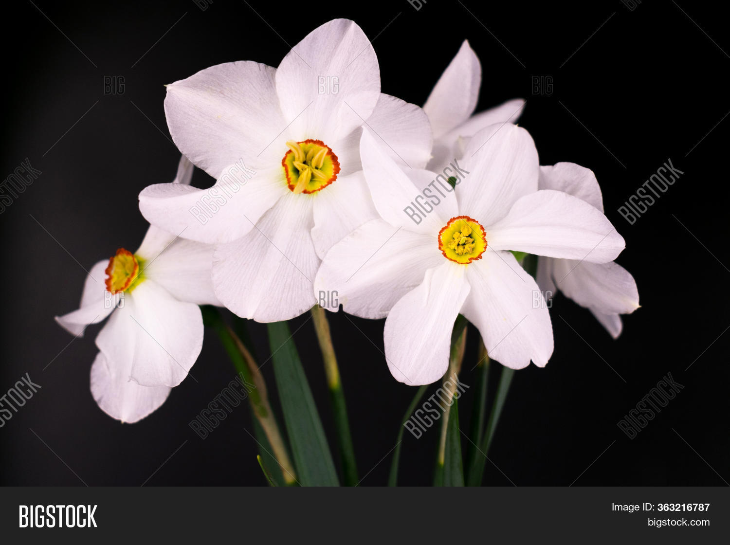 Daffodil Flowers On Image & Photo (Free Trial) | Bigstock