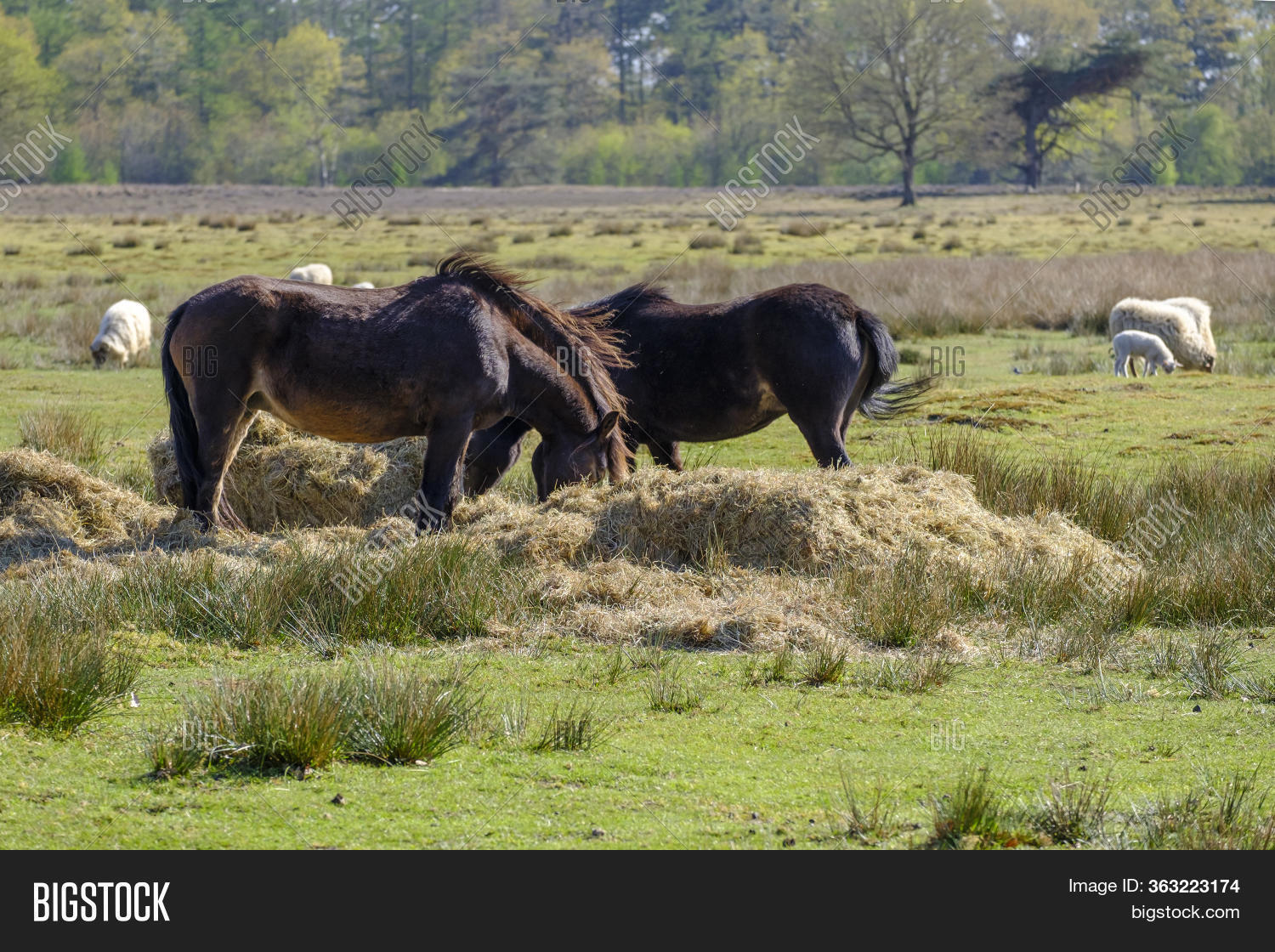Two Exmoor Ponies Eat Image & Photo (Free Trial) | Bigstock