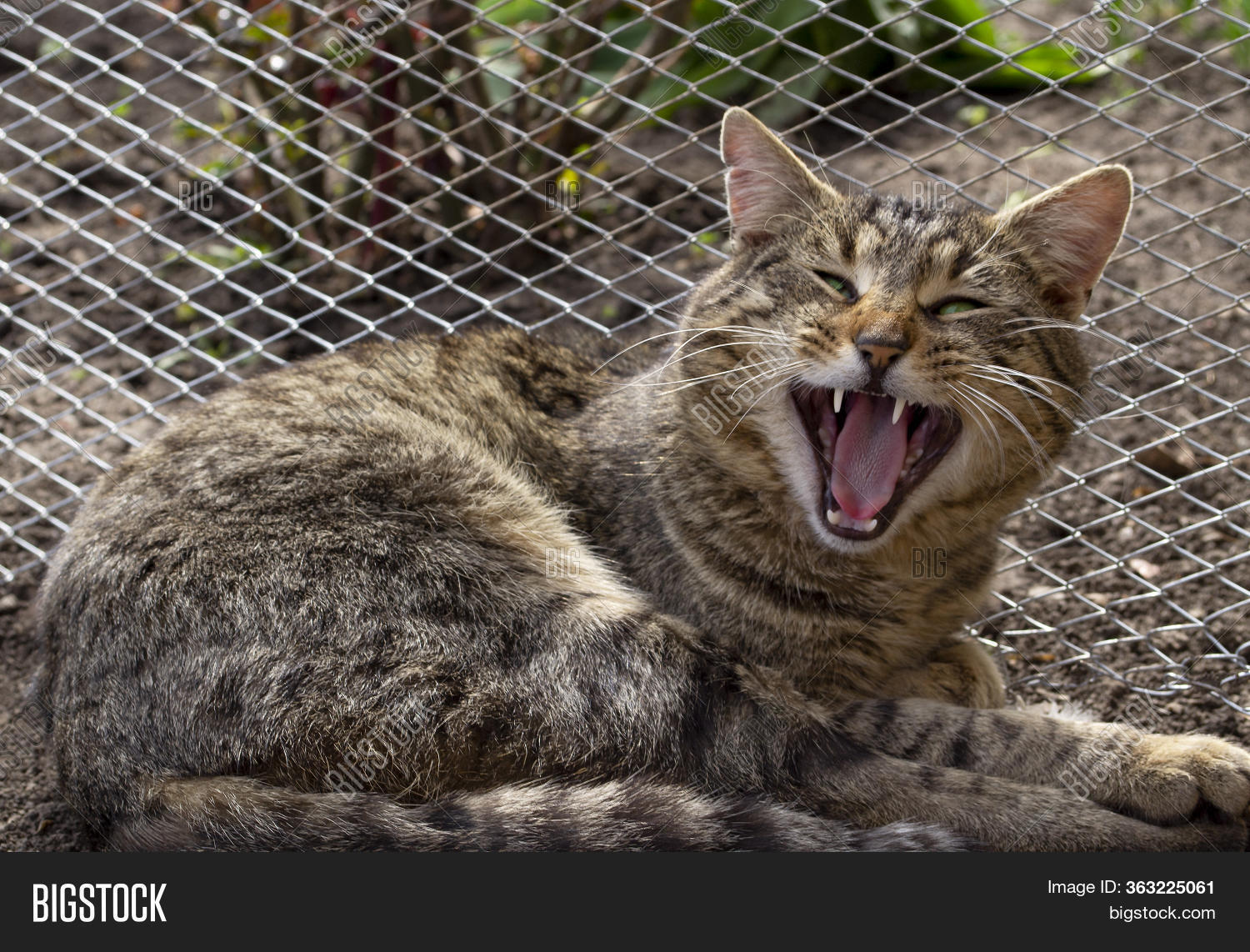 Domestic Striped Cat Image & Photo (Free Trial) | Bigstock