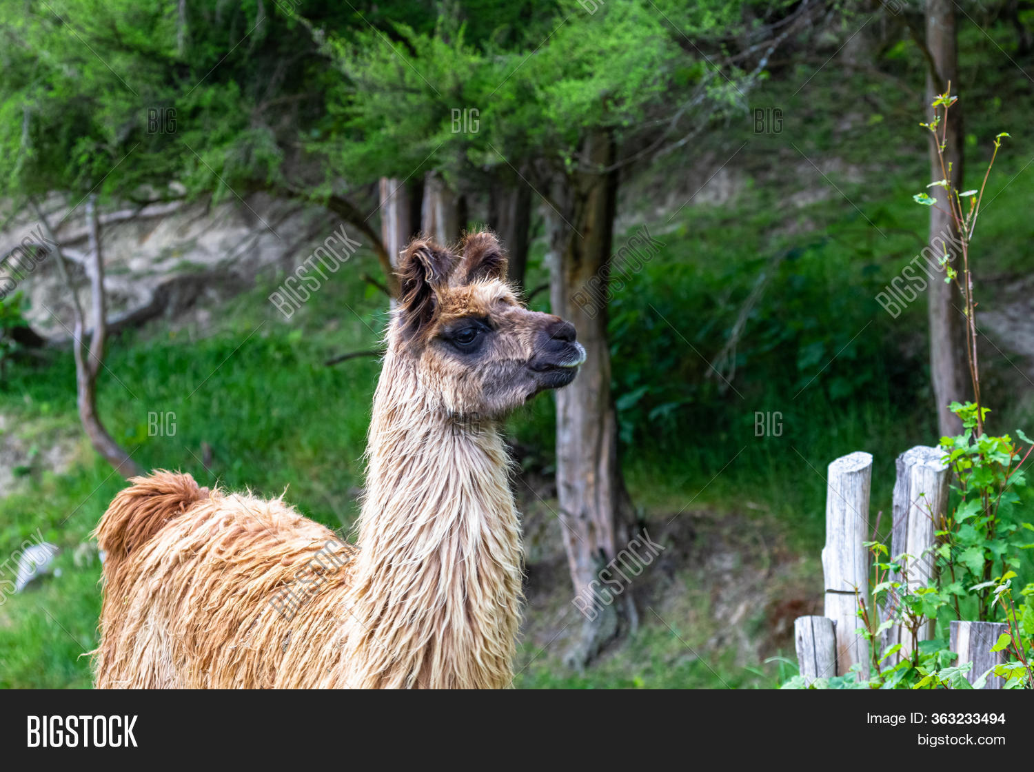 Lama Pasture. South Image & Photo (Free Trial) | Bigstock