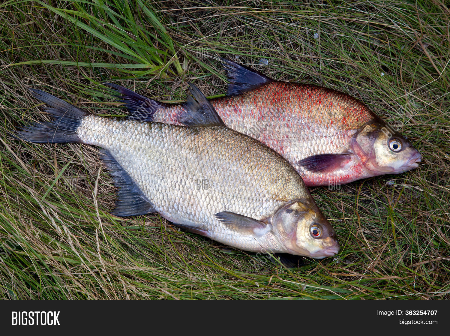 Two Big Freshwater Image & Photo (Free Trial) | Bigstock