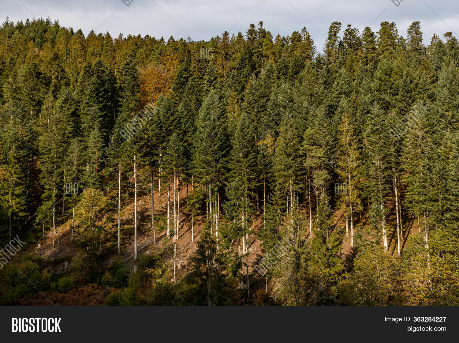 Pine Trees Black Image & Photo (Free Trial) | Bigstock