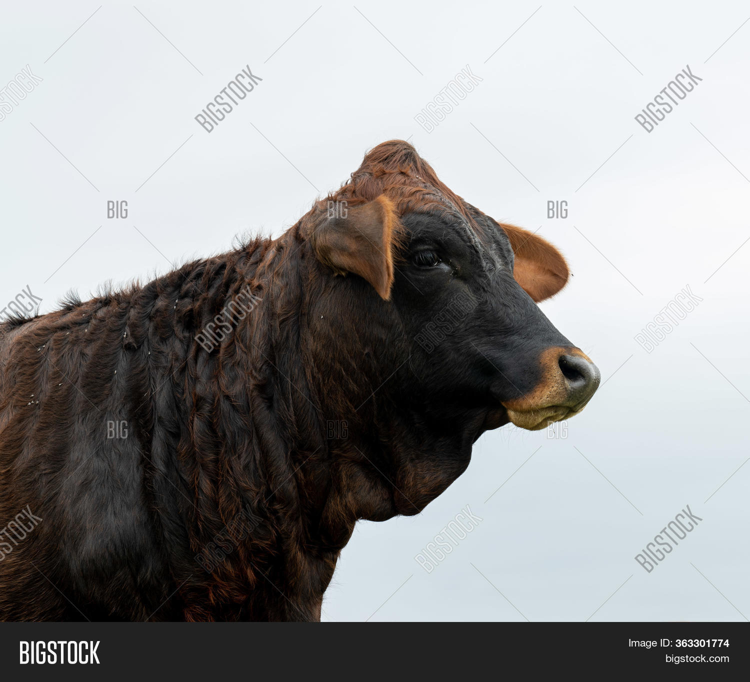 Dark Brown Beef Cow Image & Photo (Free Trial) | Bigstock