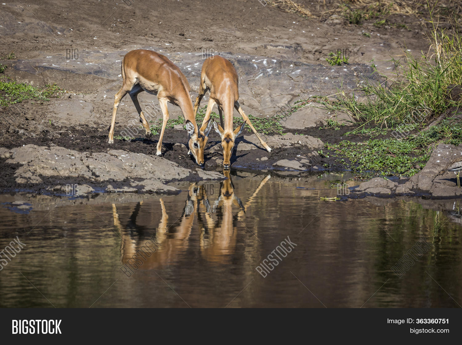 Two Common Impala Image & Photo (Free Trial) | Bigstock