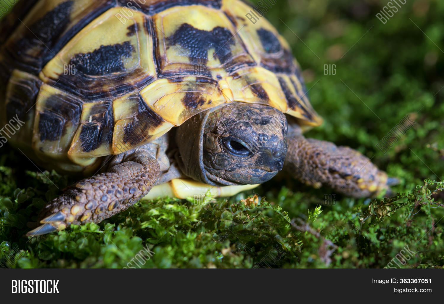 Herman's Turtle On Image & Photo (Free Trial) | Bigstock