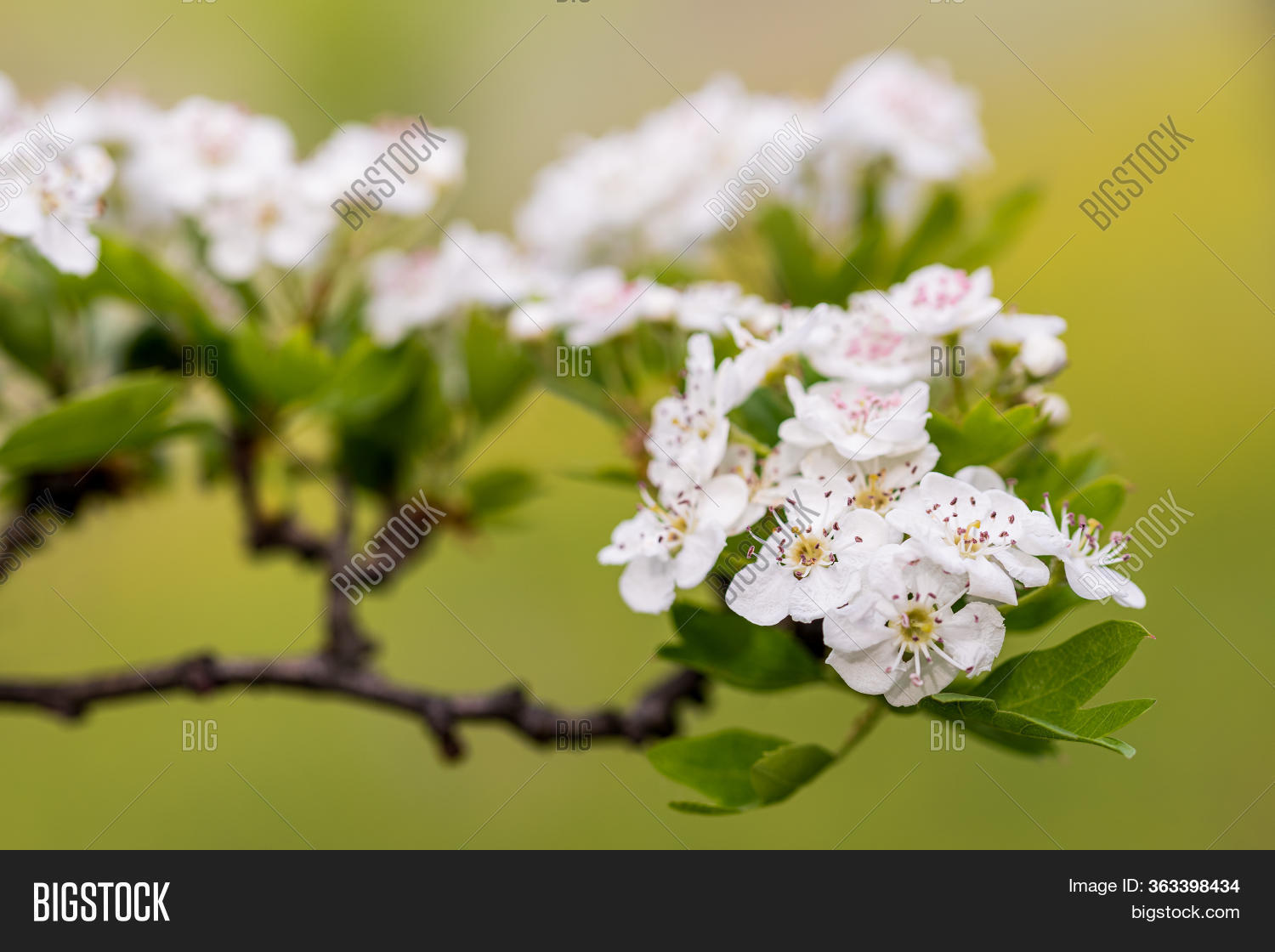 Hawthorn Branch ( Image & Photo (Free Trial) | Bigstock
