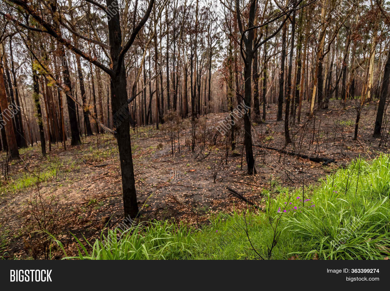 Forest Victoria, Image & Photo (Free Trial) | Bigstock
