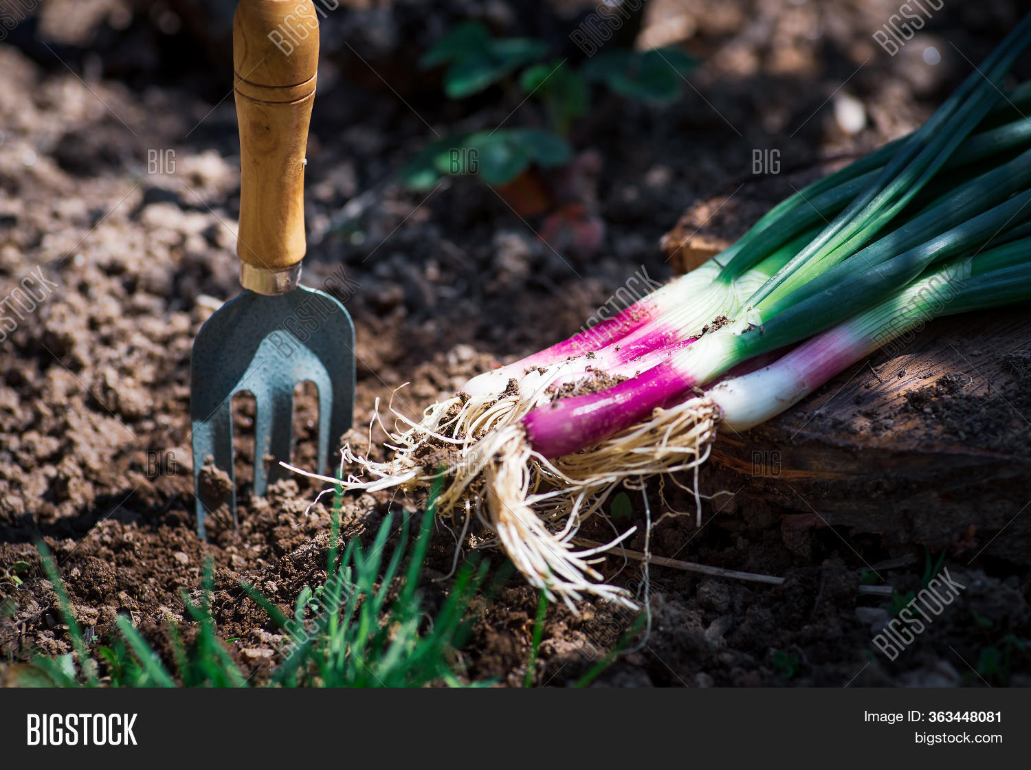 Red Spring Onion Image & Photo (Free Trial) | Bigstock