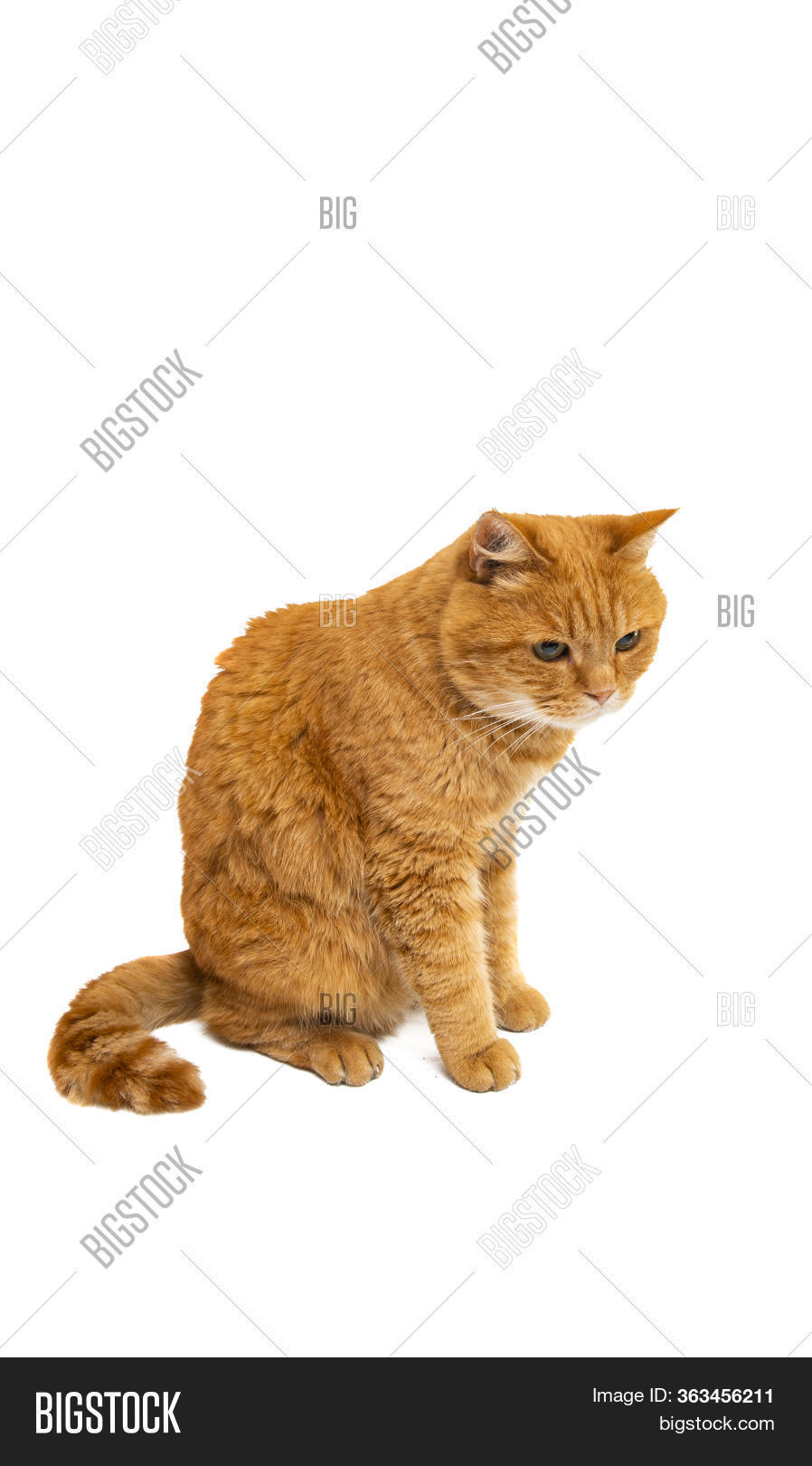 Animal Red Cat Image & Photo (Free Trial) | Bigstock