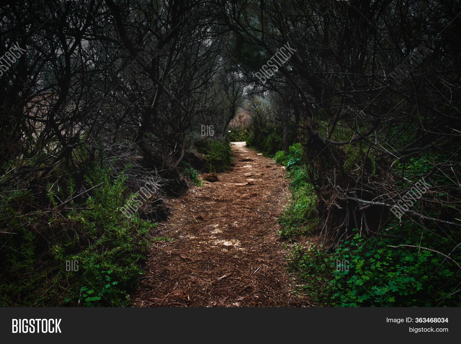 Spooky Dirt Road