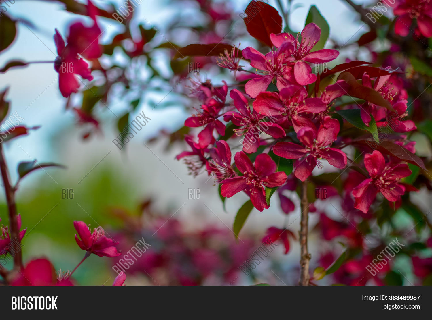 Apple Tree Malus Image & Photo (Free Trial) | Bigstock