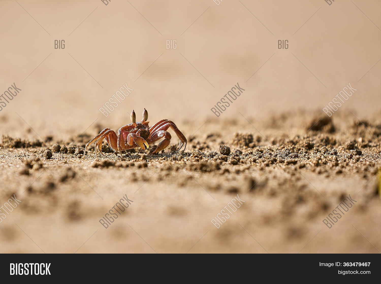 Ghost Crab Crawling Image & Photo (Free Trial) | Bigstock