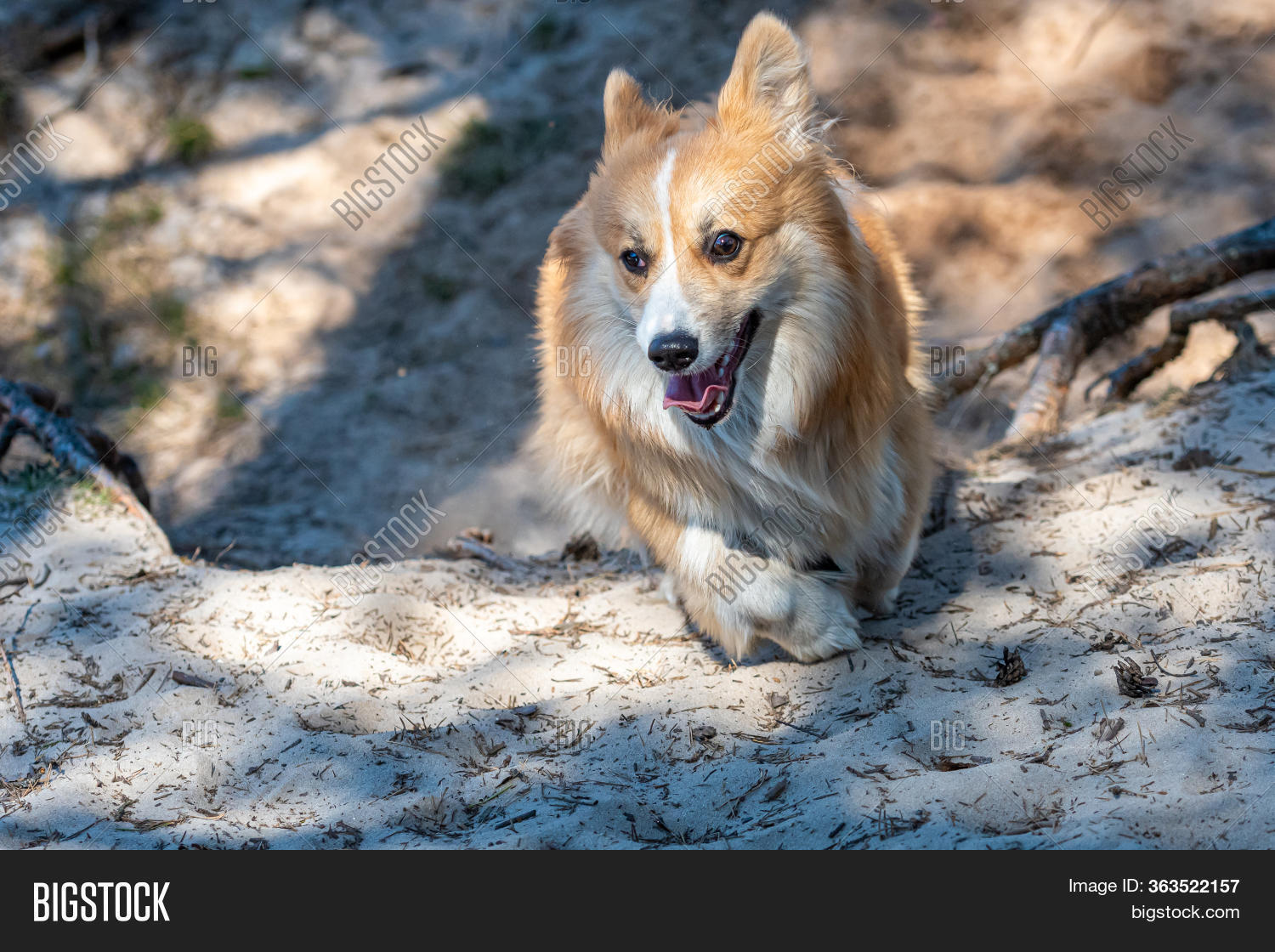 Welsh Corgi Pembroke Image & Photo (Free Trial) | Bigstock