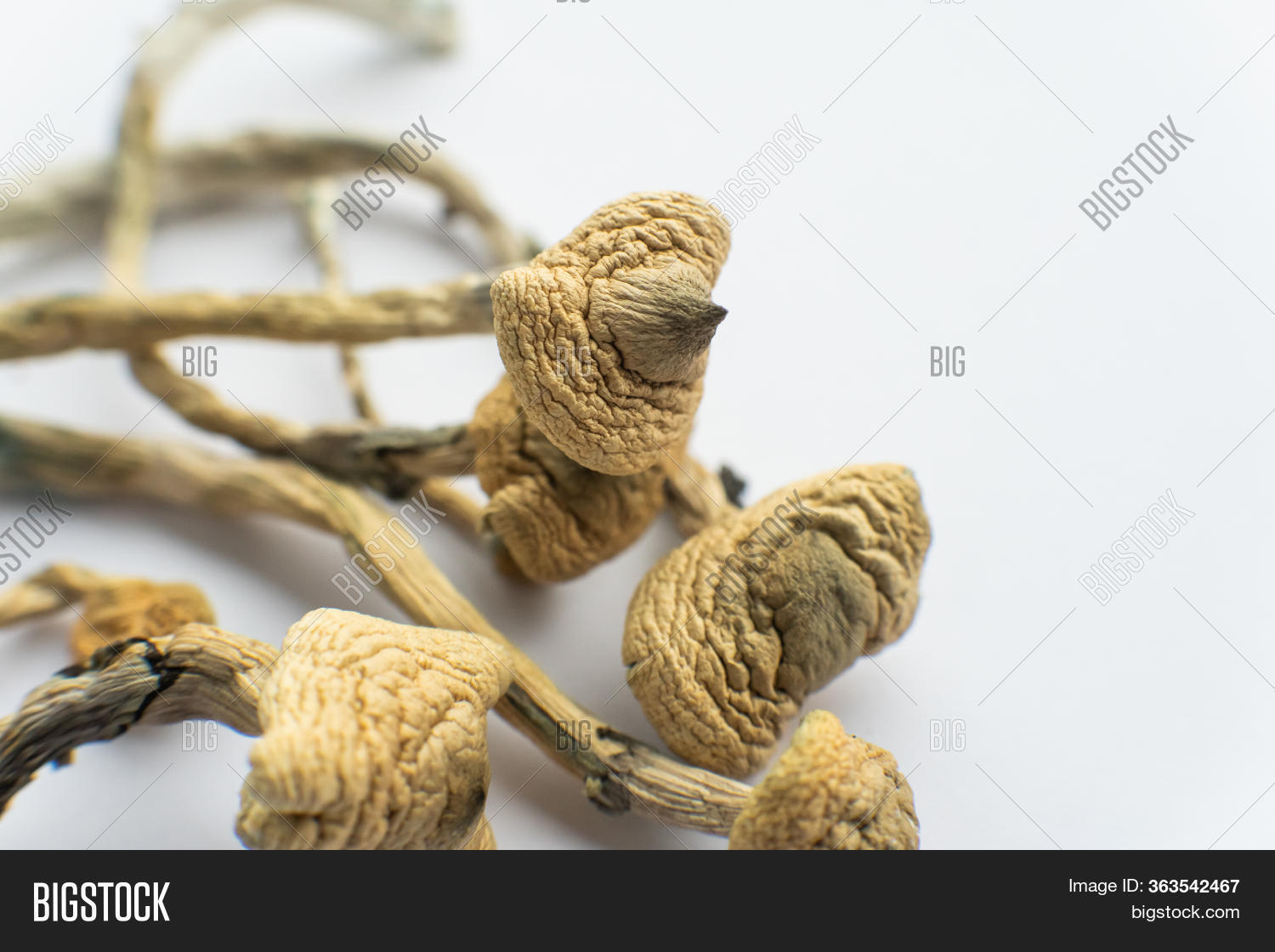 Albino Strain. White Image & Photo (Free Trial) | Bigstock
