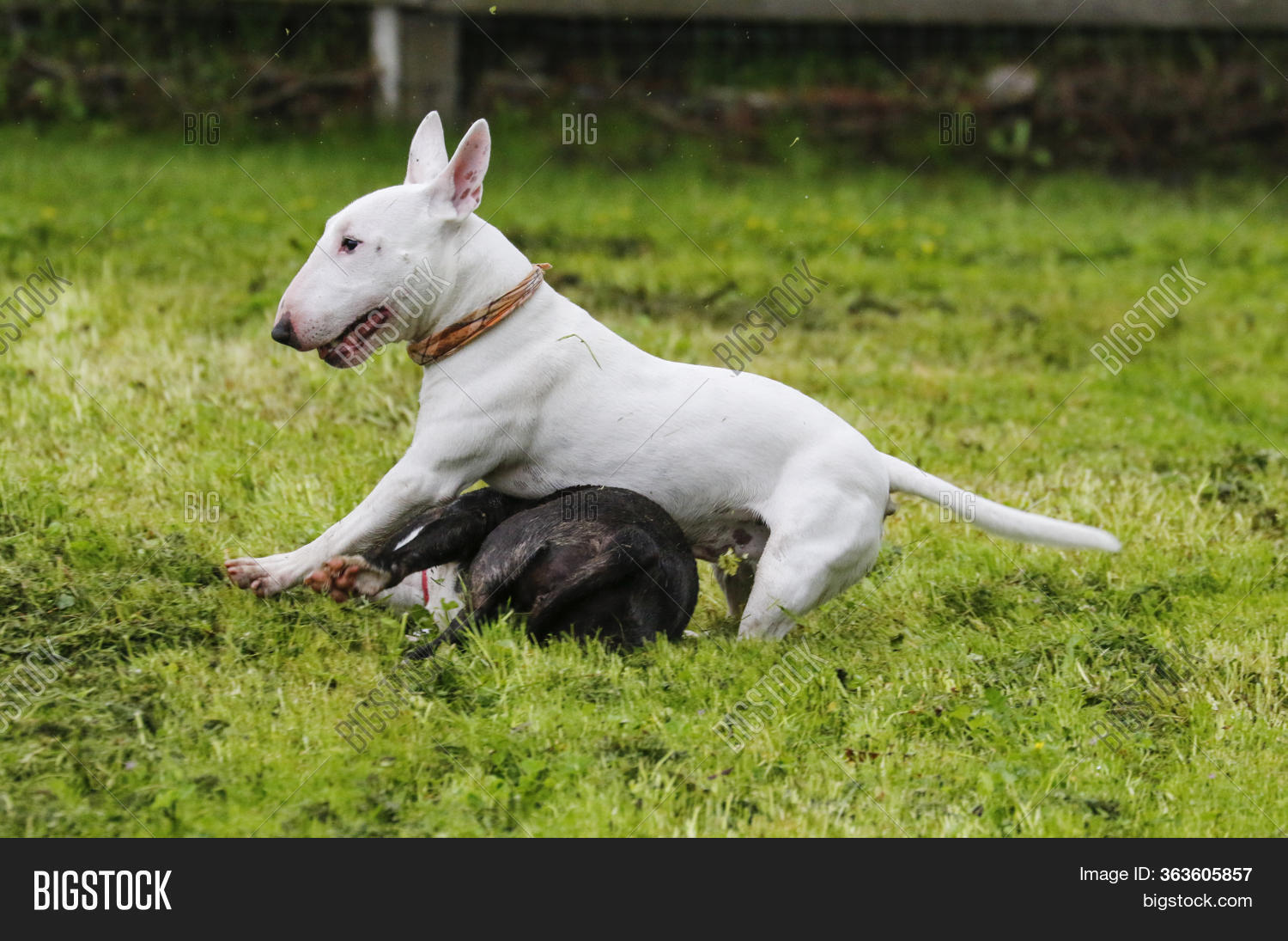 Two Mini Bull Terriers Image & Photo (Free Trial) | Bigstock