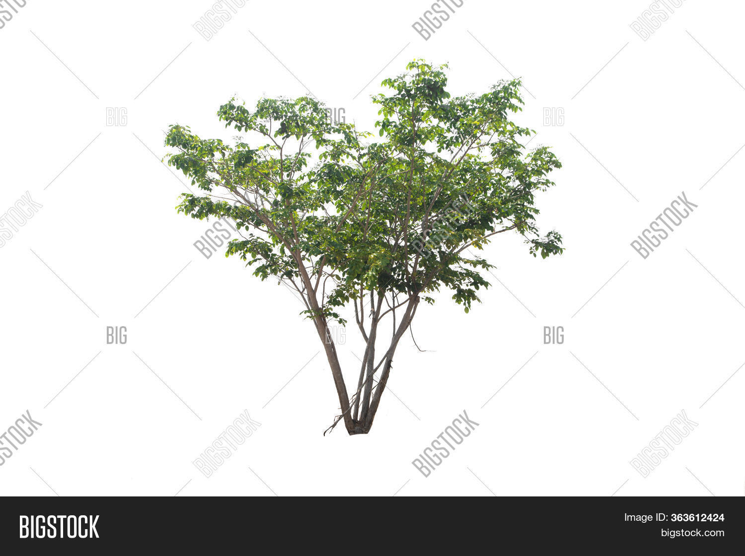 Green Tree On Isolated Image & Photo (Free Trial) | Bigstock