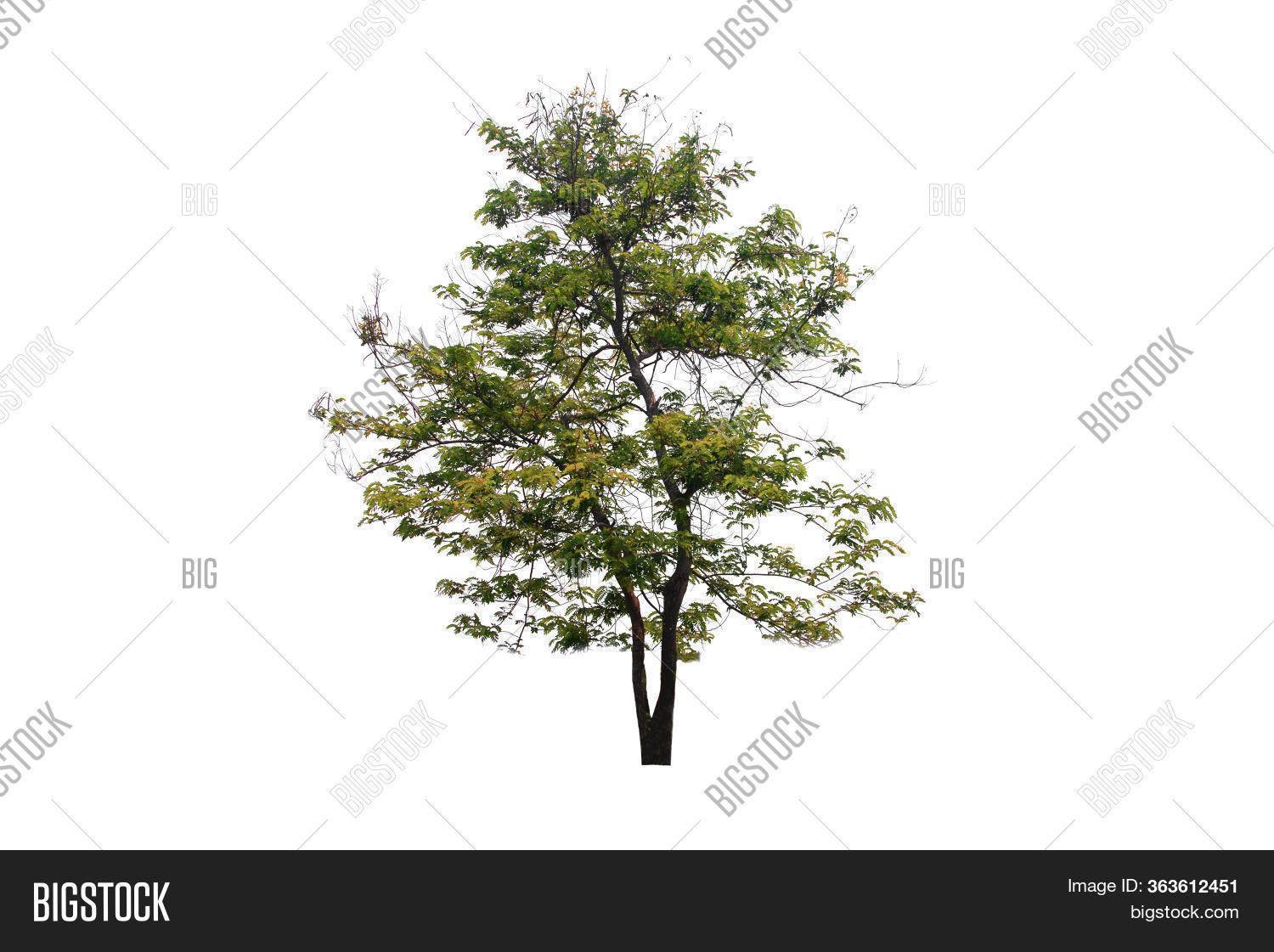 Green Tree On Isolated Image & Photo (Free Trial) | Bigstock