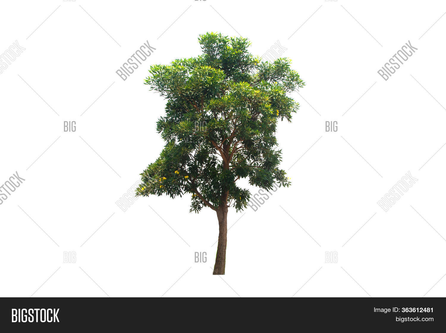 Green Tree On Isolated Image & Photo (Free Trial) | Bigstock