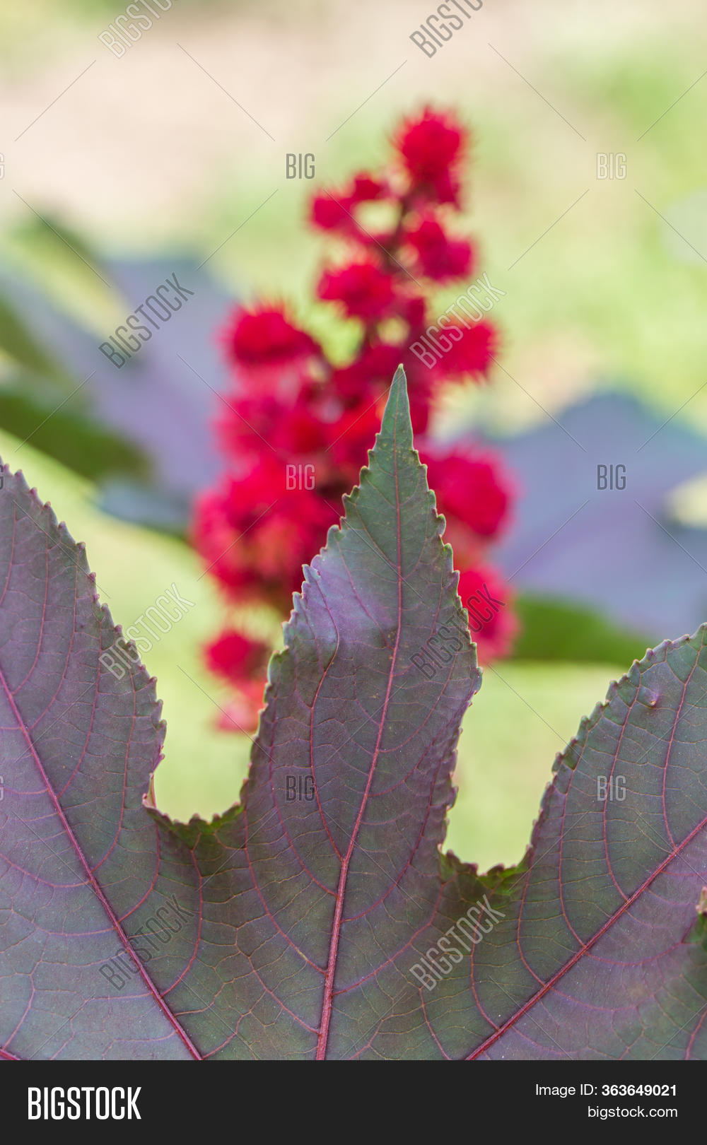 Red Flowers Palm Tree Image & Photo (Free Trial) | Bigstock