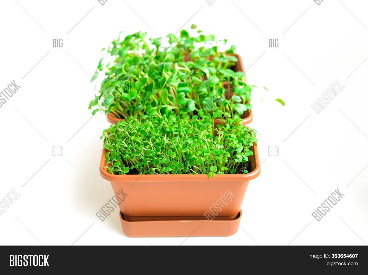 Red Radish Microgreens Image & Photo (Free Trial) | Bigstock