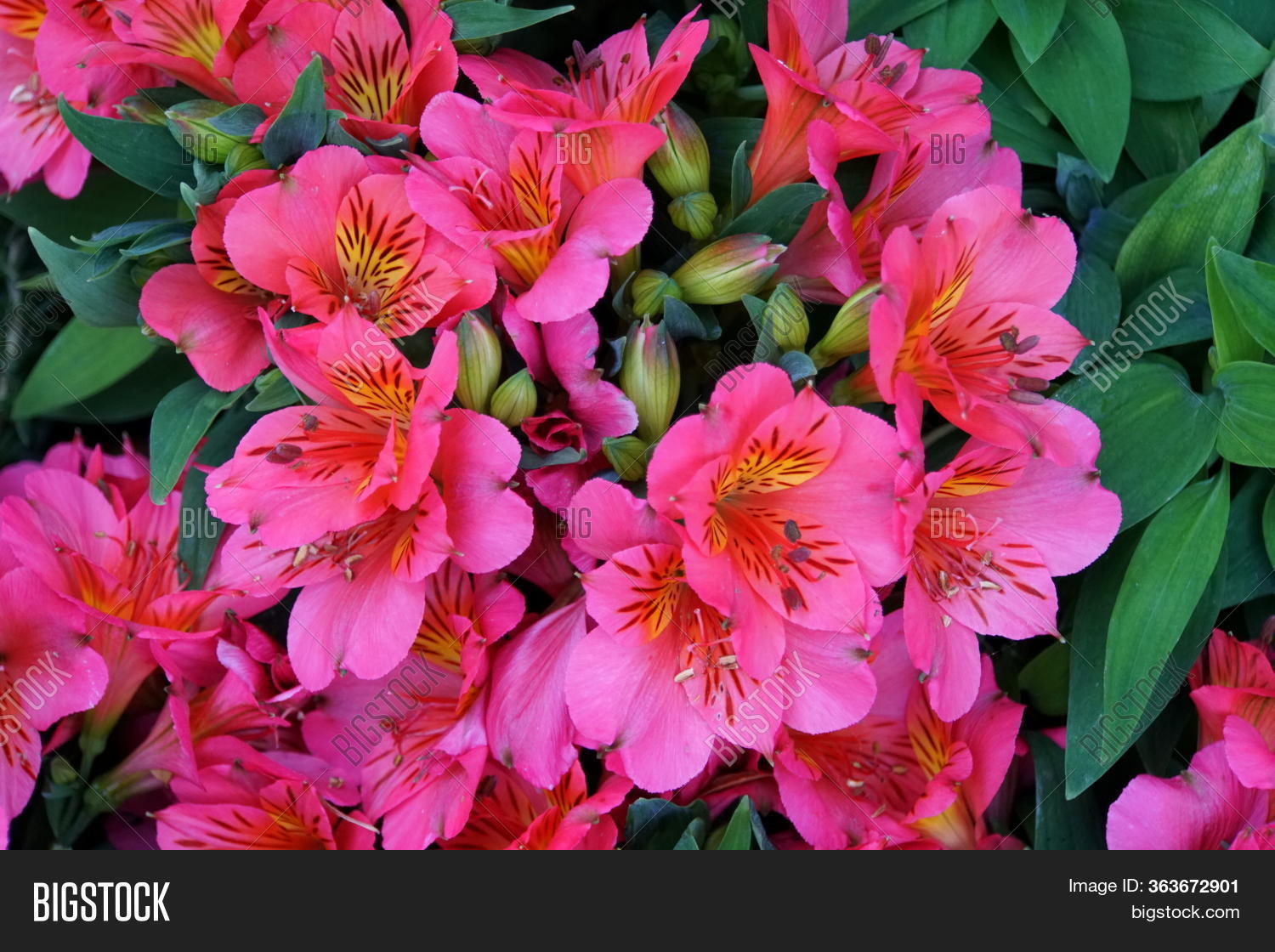 Bright Pink Peruvian Image & Photo (Free Trial) | Bigstock